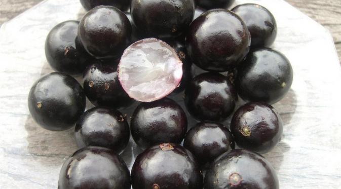 Pohon Anggur Unik yang Hanya Tumbuh di Brazil - Lifestyle Liputan6.com